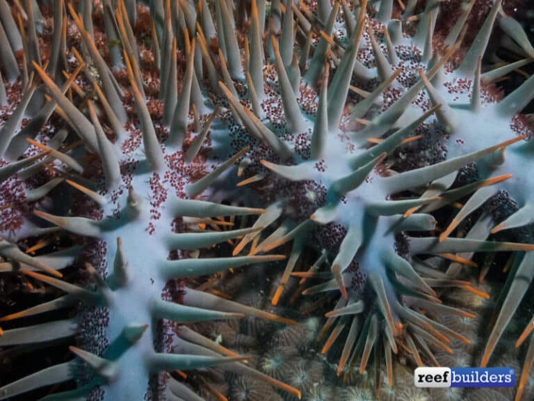 What you should know about the Crown-of-Thorns starfish - Ocean Gardener