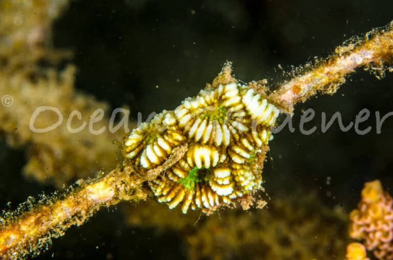 Micro-Fragmentation in-situ, a first by Ocean Gardener - Ocean Gardener