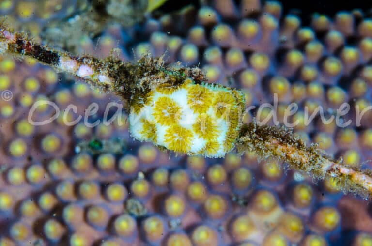 Micro-Fragmentation in-situ, a first by Ocean Gardener - Ocean Gardener