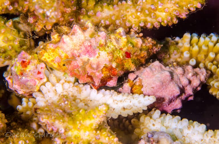 Drupella: The Silent Coral Killers You Need to Know - Ocean Gardener