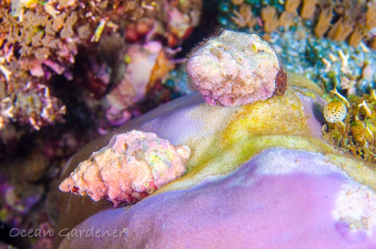 Drupella: The Silent Coral Killers You Need to Know - Ocean Gardener