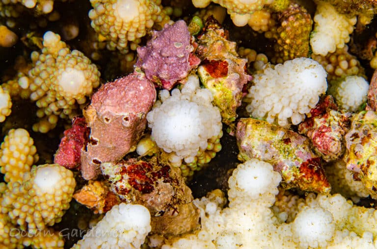Drupella: The Silent Coral Killers You Need to Know - Ocean Gardener