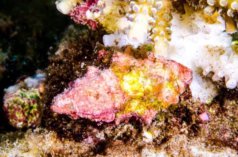 Drupella: The Silent Coral Killers You Need to Know - Ocean Gardener