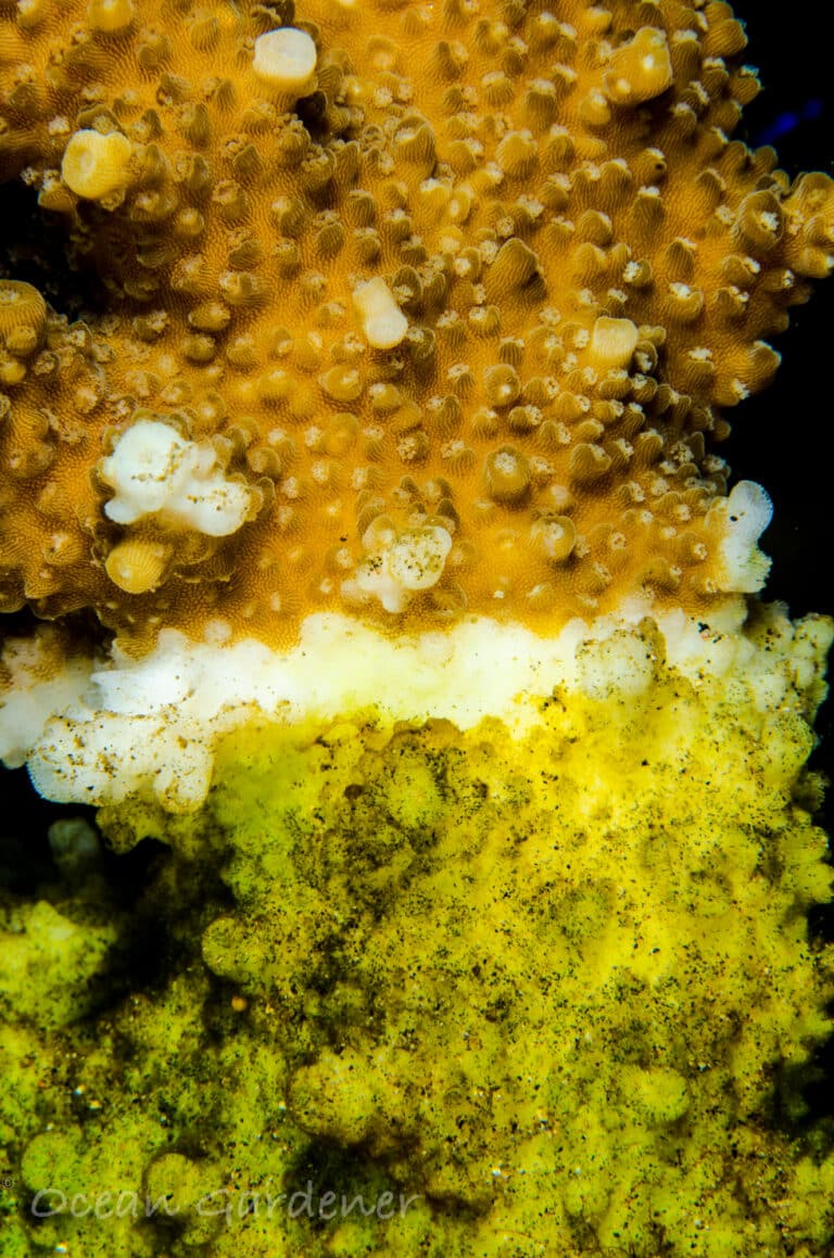 The 'Shitty' Truth about Human Poop and Corals! - Ocean Gardener