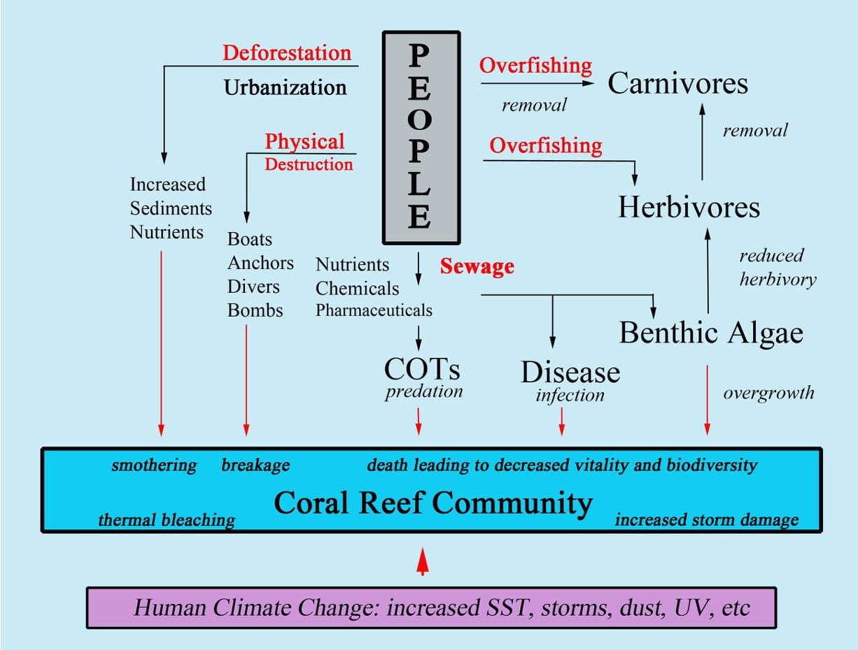 The 'Shitty' Truth about Human Poop and Corals! - Ocean Gardener