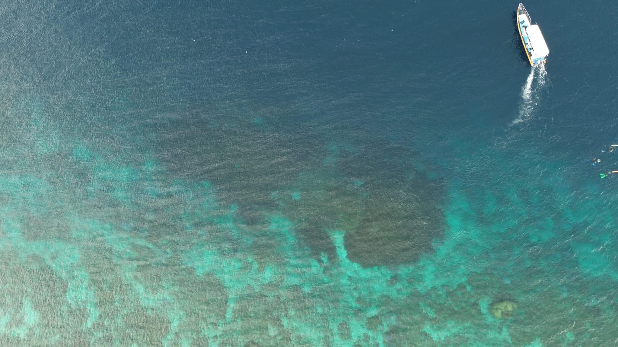 Could This Be the World's Largest Coral Colony? Nusa Penida's Galaxea ...