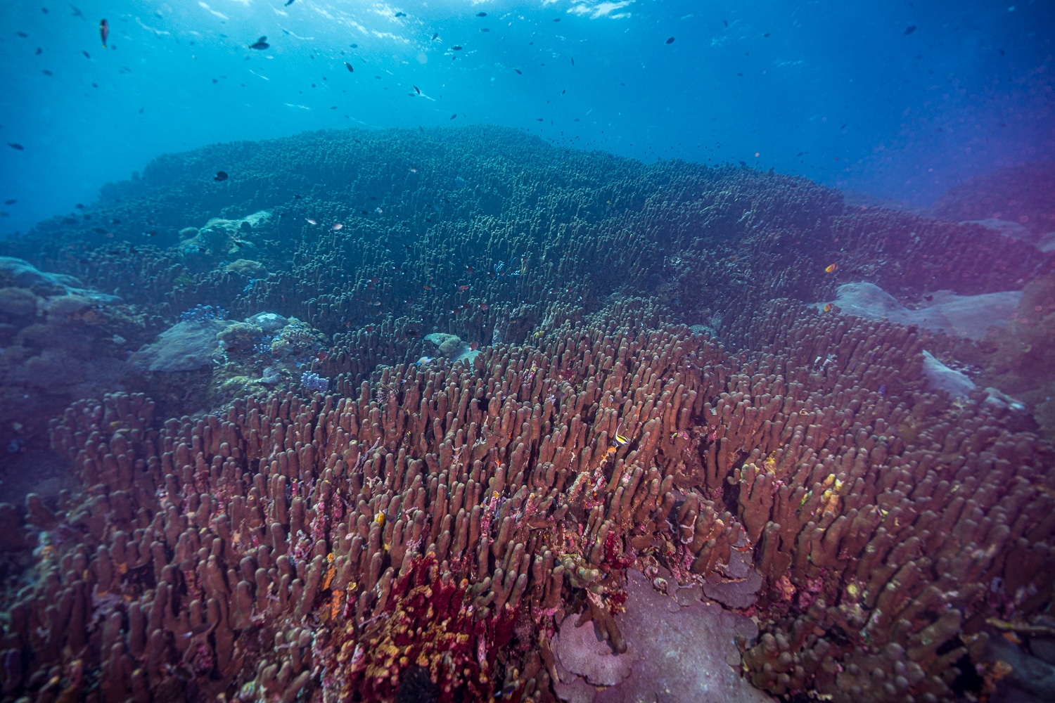 Could This Be the World's Largest Coral Colony? Nusa Penida's Galaxea ...