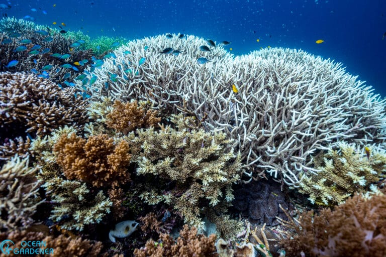 Why Acropora are important? – Ocean Gardener