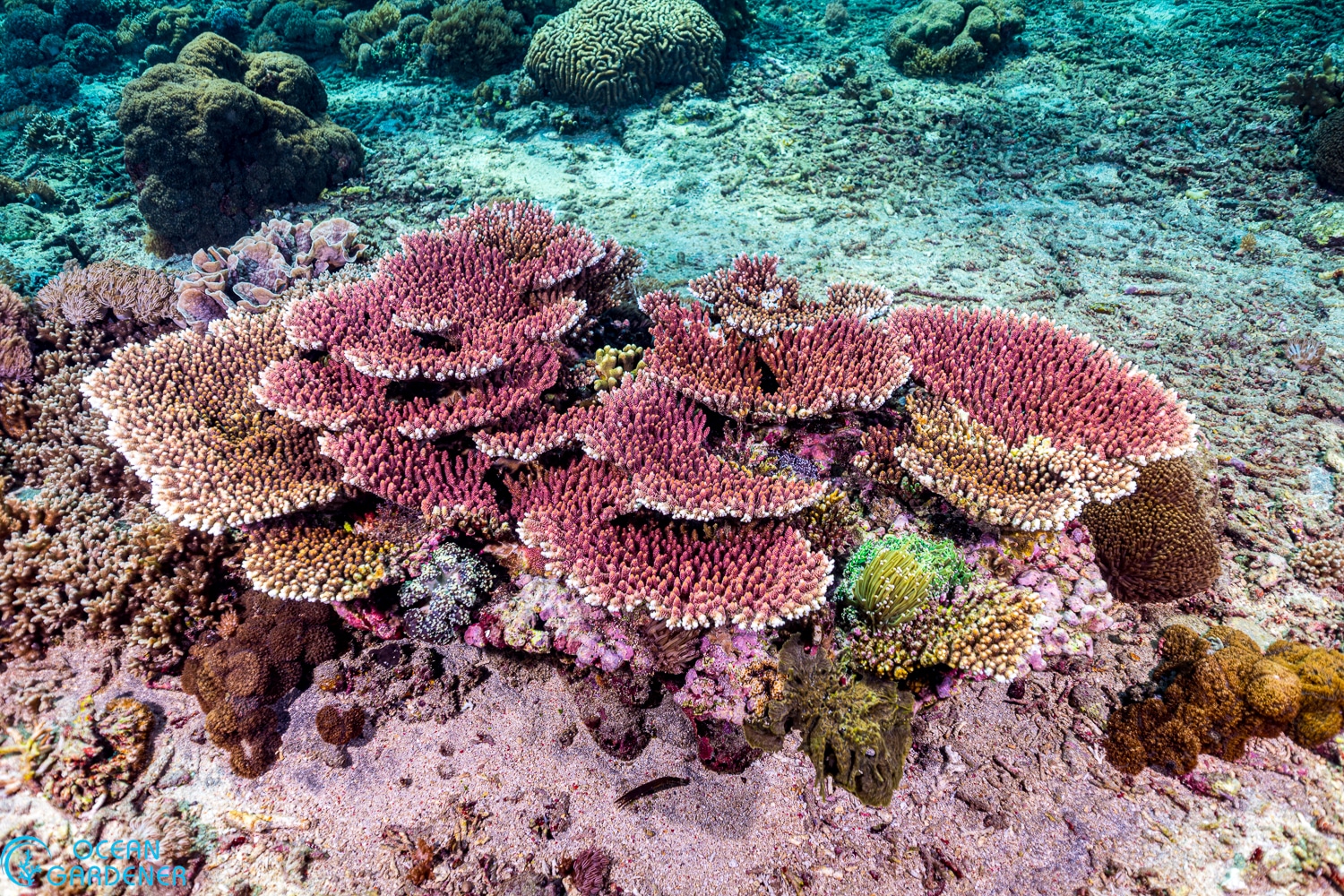 Common Coral Outplanting Methods Used In Coral Restoration - Ocean Gardener