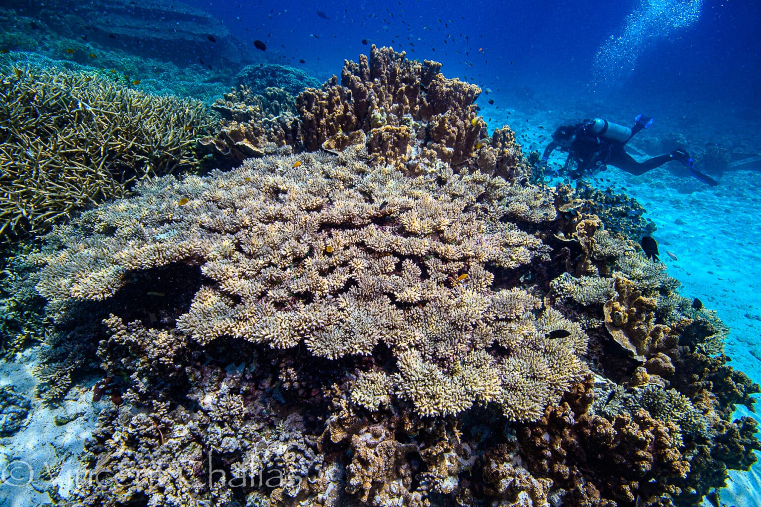 Why Acropora are important? - Ocean Gardener