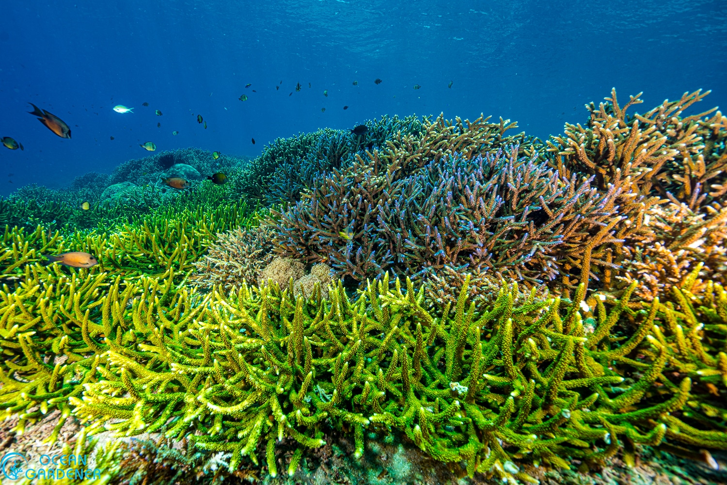 Common Coral Outplanting Methods Used In Coral Restoration - Ocean Gardener