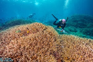 Why Acropora are important? - Ocean Gardener