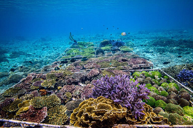 Common Coral Outplanting Methods Used In Coral Restoration - Ocean Gardener