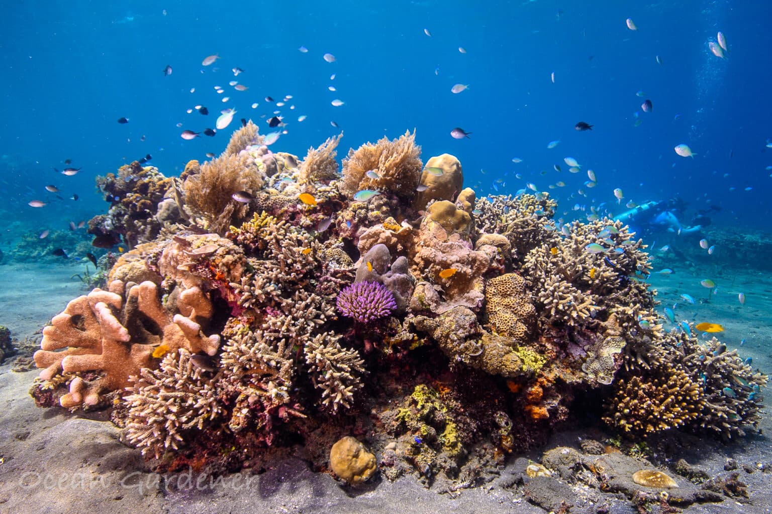 Common Coral Outplanting Methods Used In Coral Restoration - Ocean Gardener