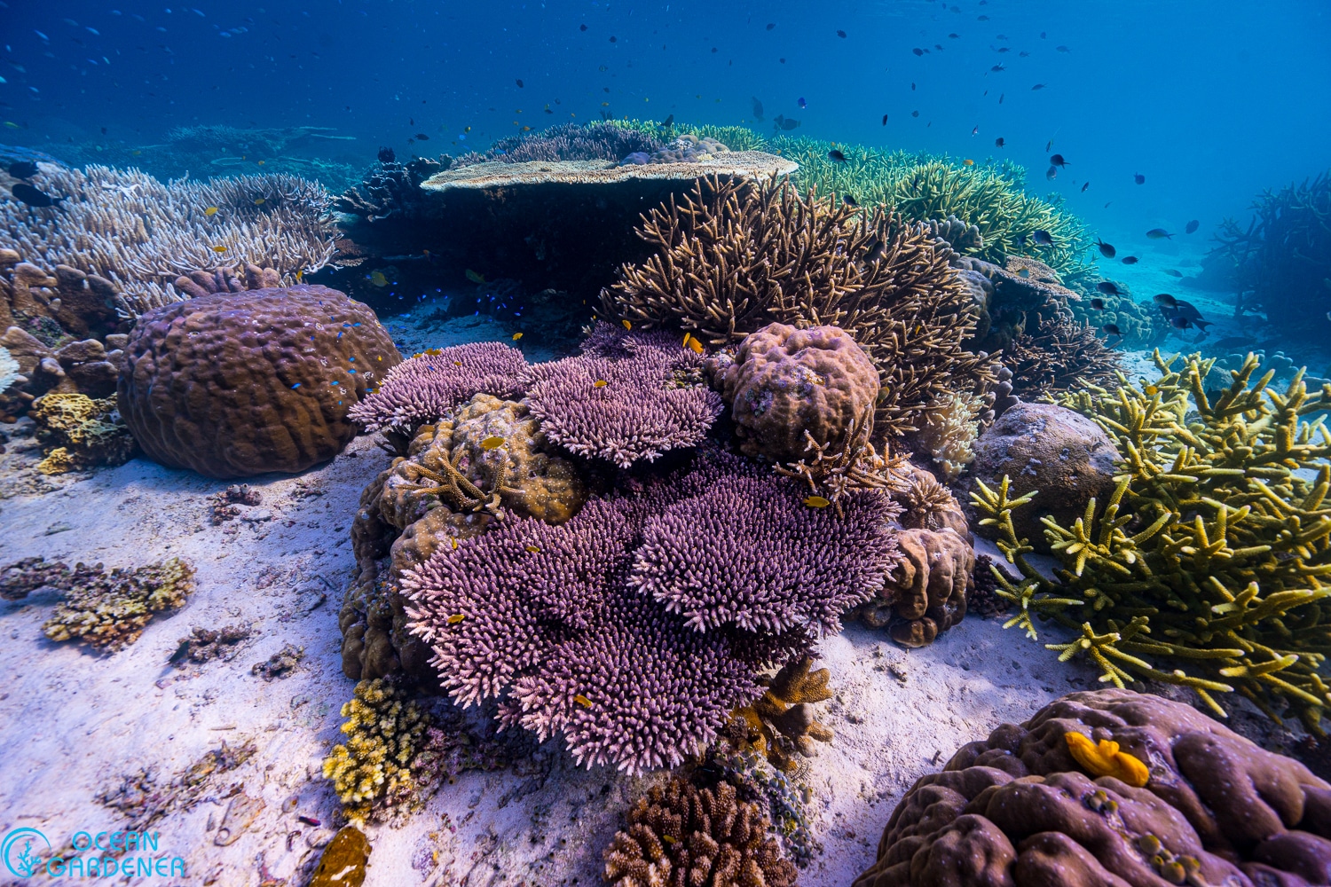 Common Coral Outplanting Methods Used In Coral Restoration - Ocean Gardener