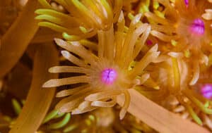 About Corals - Ocean Gardener
