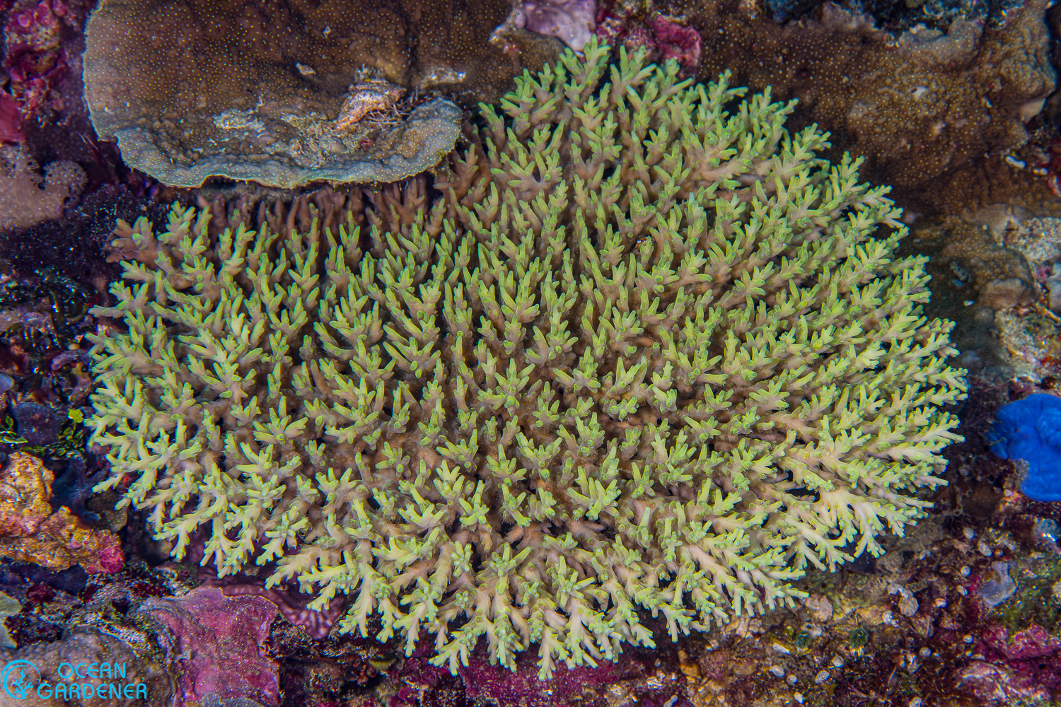 Spotlight on the Bird Nest Acropora: Acropora Jacquelinae - Ocean Gardener