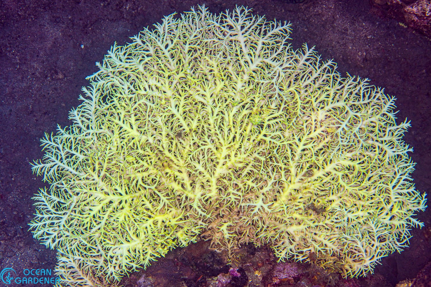 Spotlight on the Bird Nest Acropora: Acropora Jacquelinae - Ocean Gardener